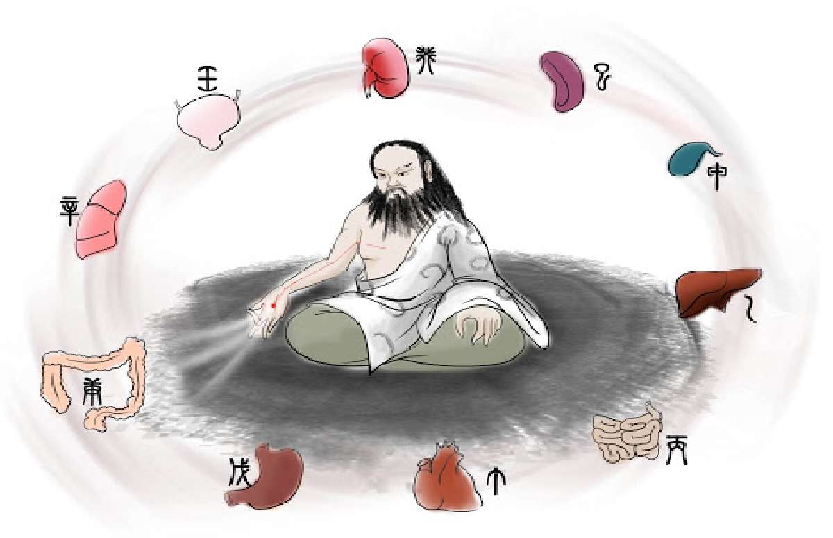 Zang Fu – Circuits fonctionnels et organes internes - Massage Magnergy