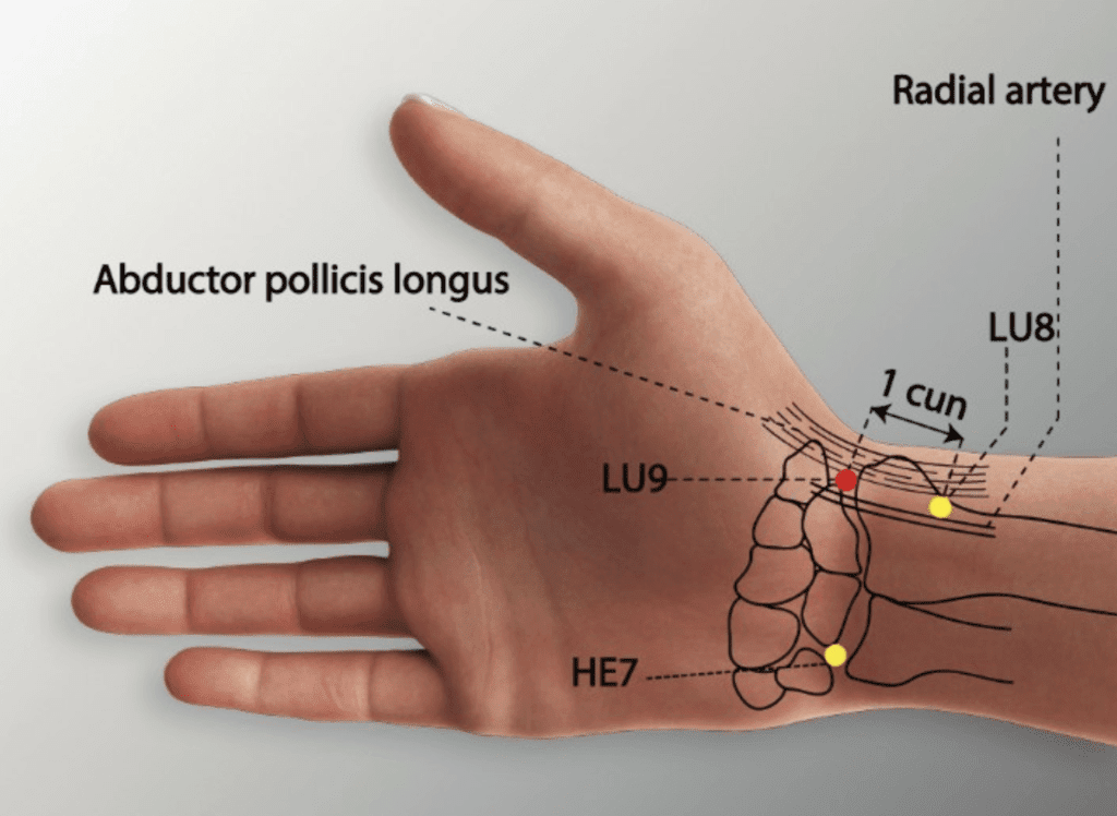 Point Tai Yuan (9P) du méridien du poumon - Massage Magnergy