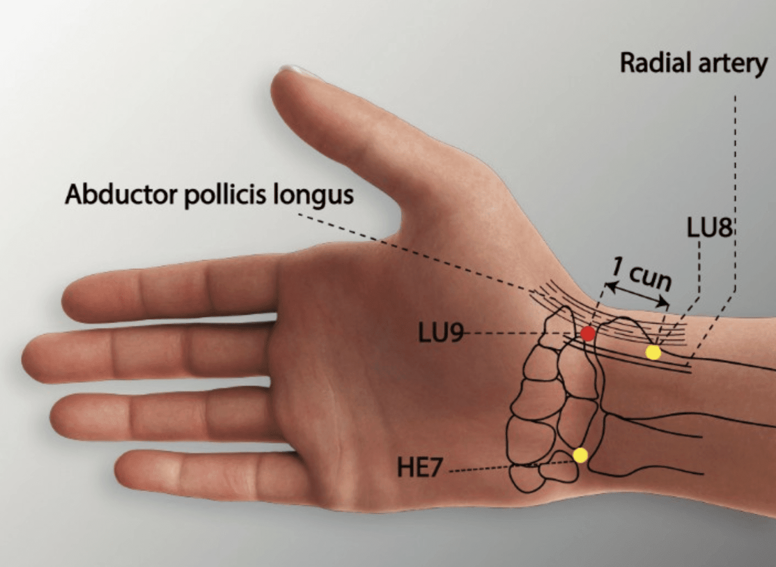 Point Tai Yuan (9P) du méridien du poumon - Massage Magnergy